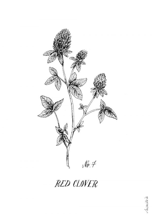 botanical illustration red clover | Nicnillas Ink Printshop