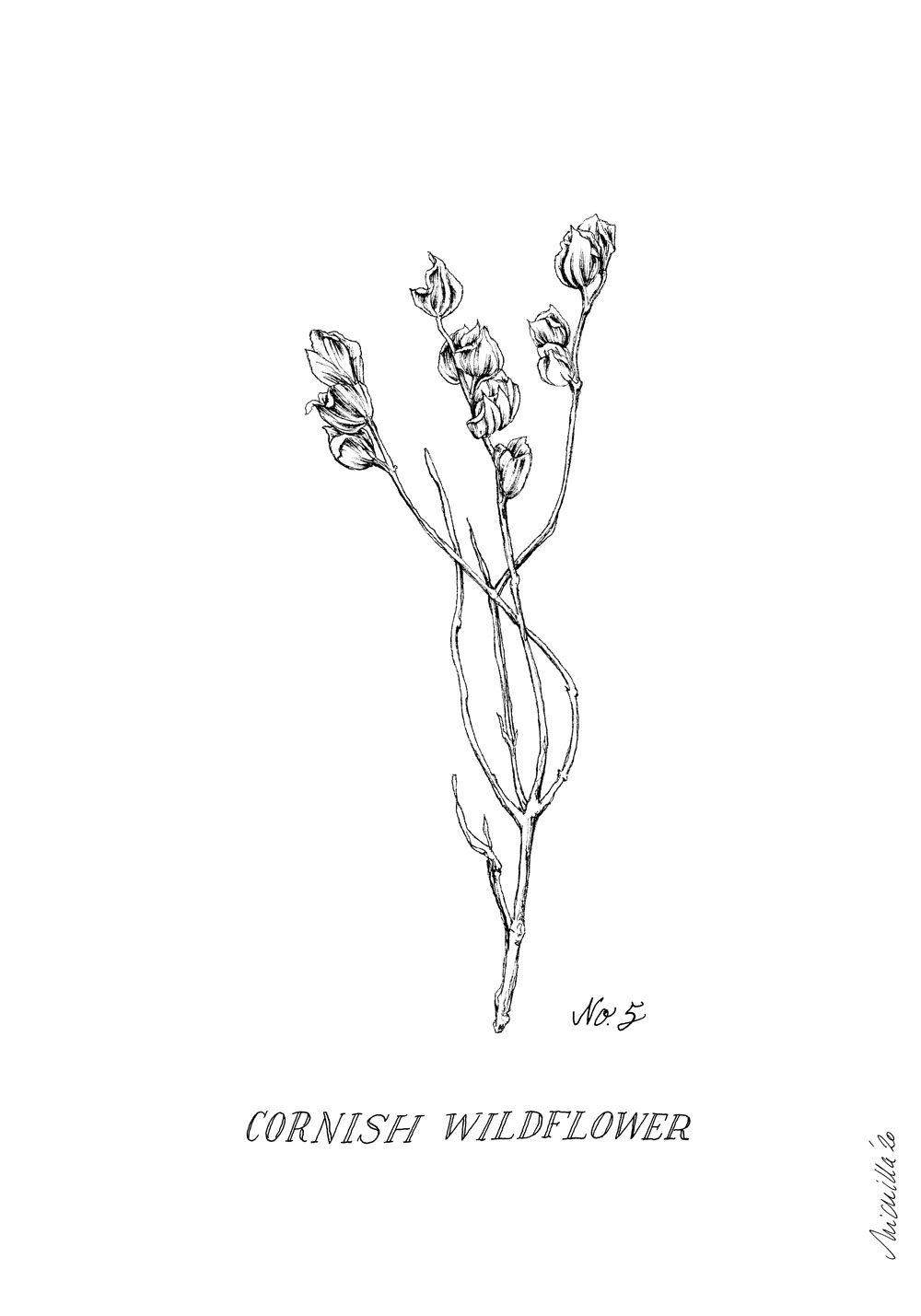 Cornish wildflower | Nicnillas Ink Printshop